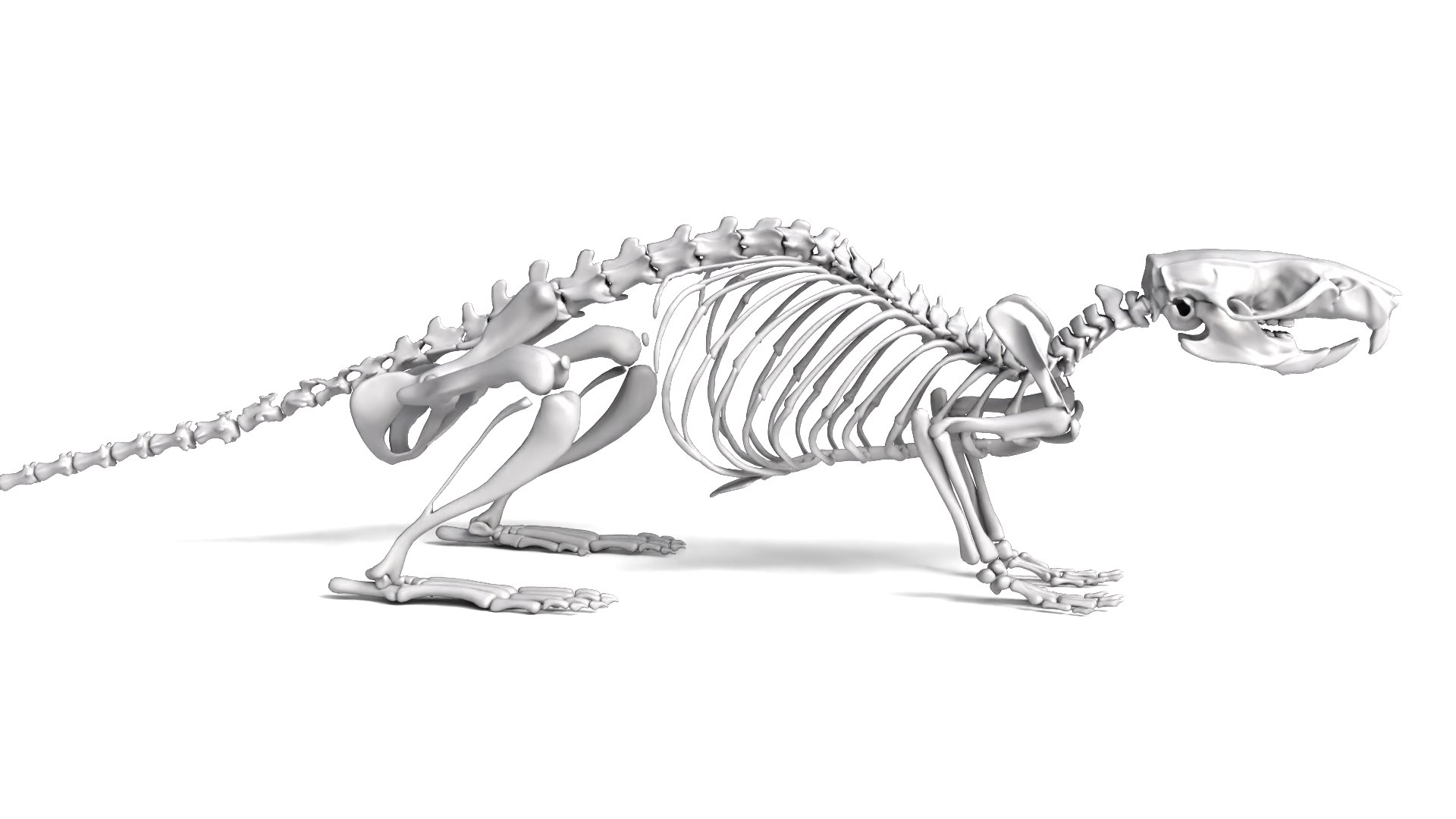 3D Rat Skeleton 3D Model Model - TurboSquid 2489077