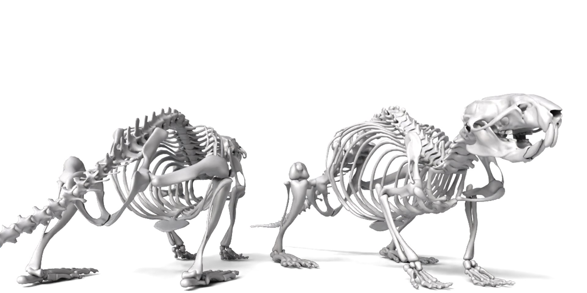 3D Rat Skeleton 3D Model Model - TurboSquid 2489077