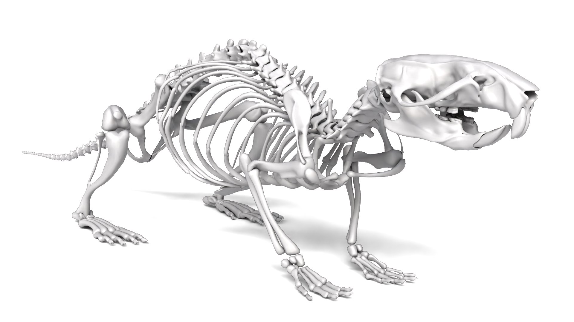 3D Rat Skeleton 3D Model Model - TurboSquid 2489077