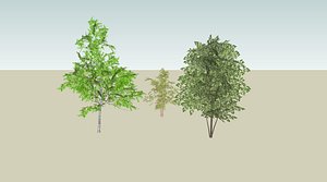 3d model mango tree