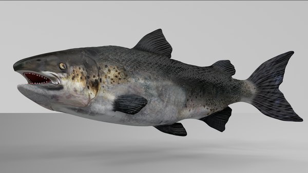 Lachs manipuliert_L743 3D-Modell - TurboSquid 1567038