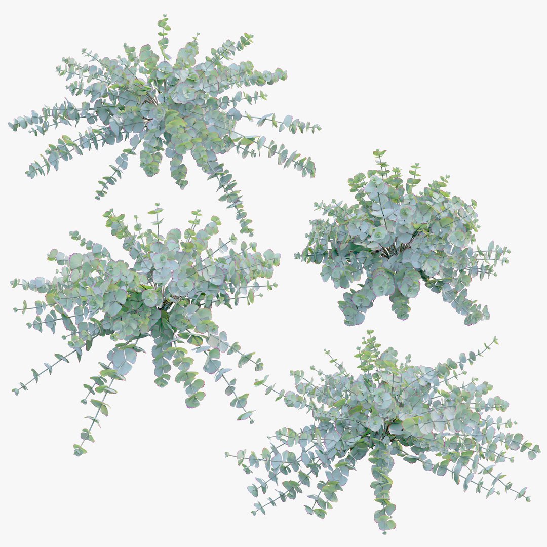 Sedum Sieboldii 3D Model - TurboSquid 2429736