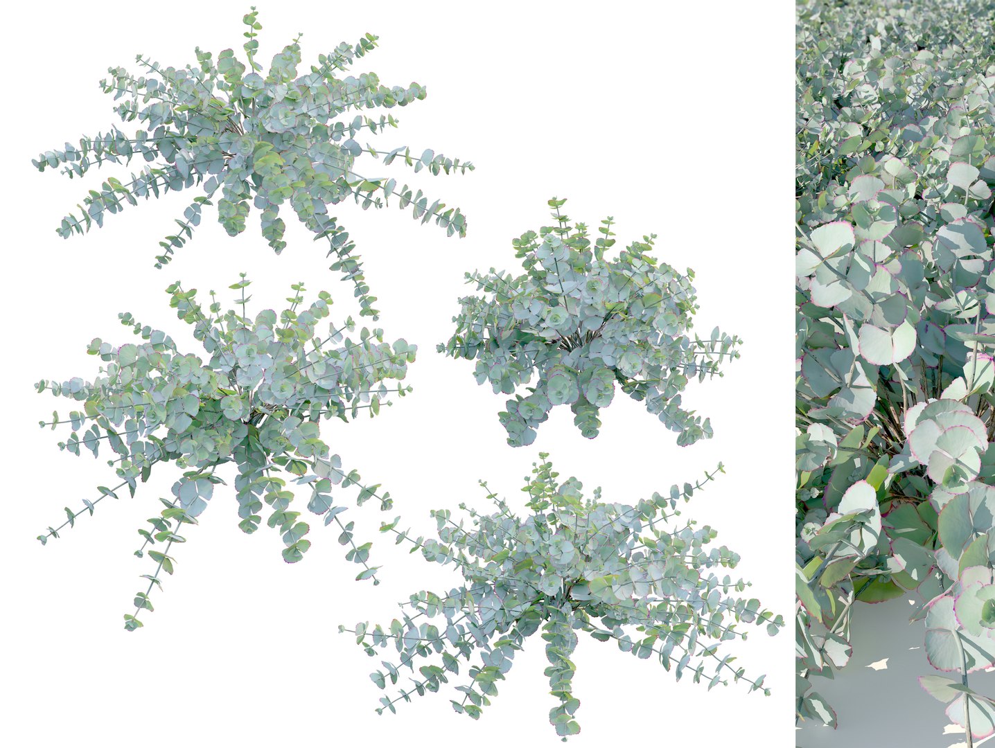 Sedum Sieboldii 3D Model - TurboSquid 2429736