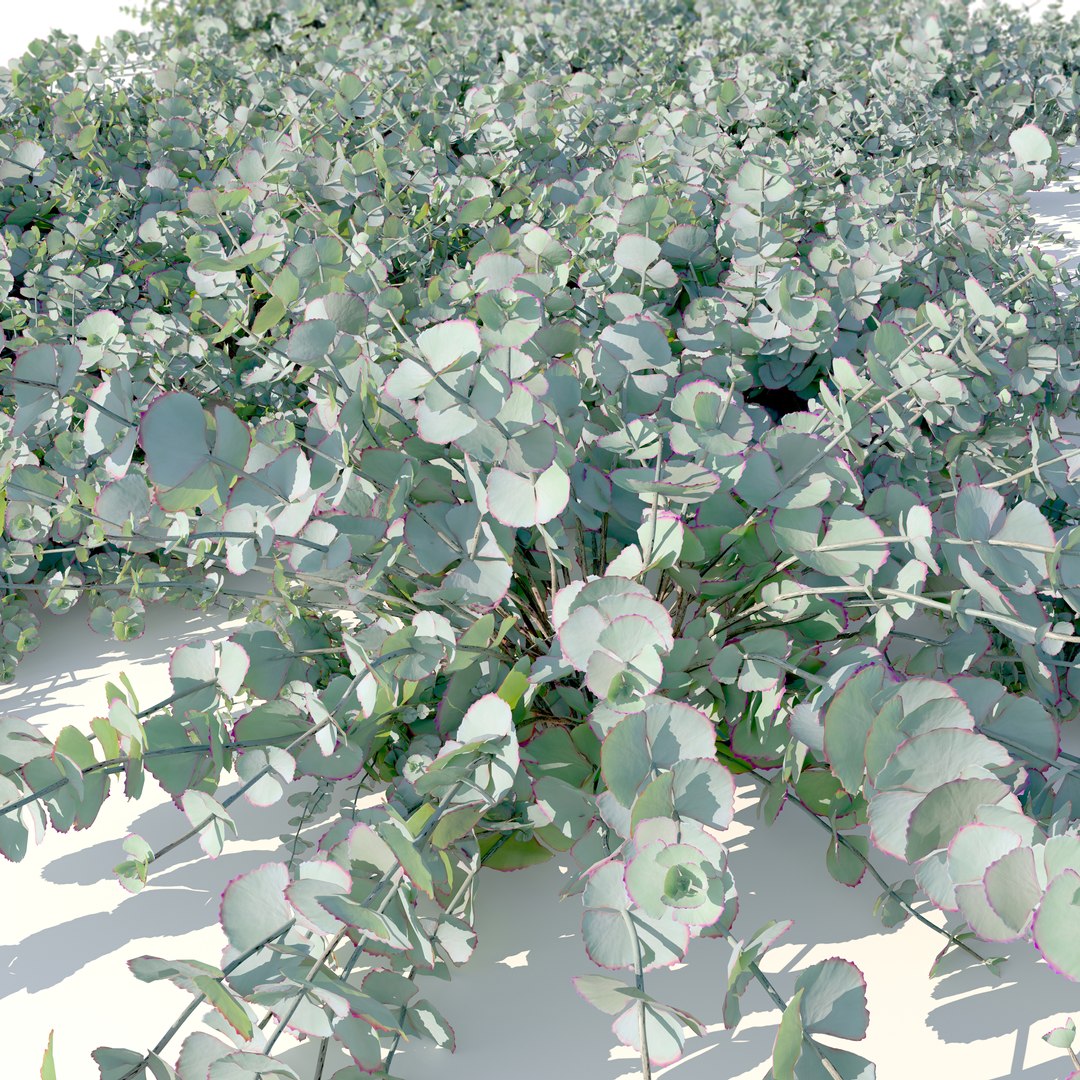 Sedum Sieboldii 3D Model - TurboSquid 2429736