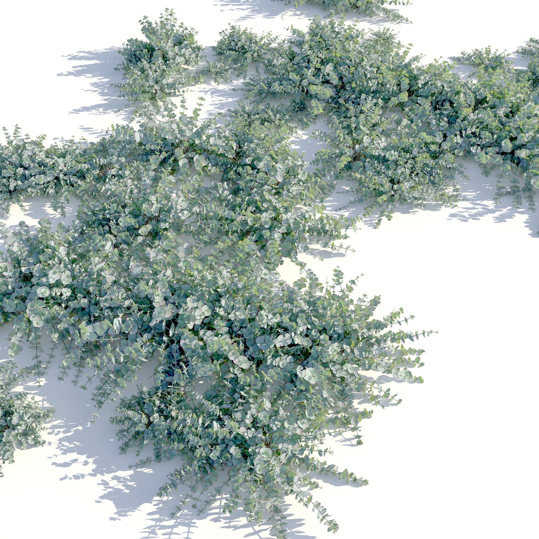 Sedum Sieboldii 3D Model - TurboSquid 2429736
