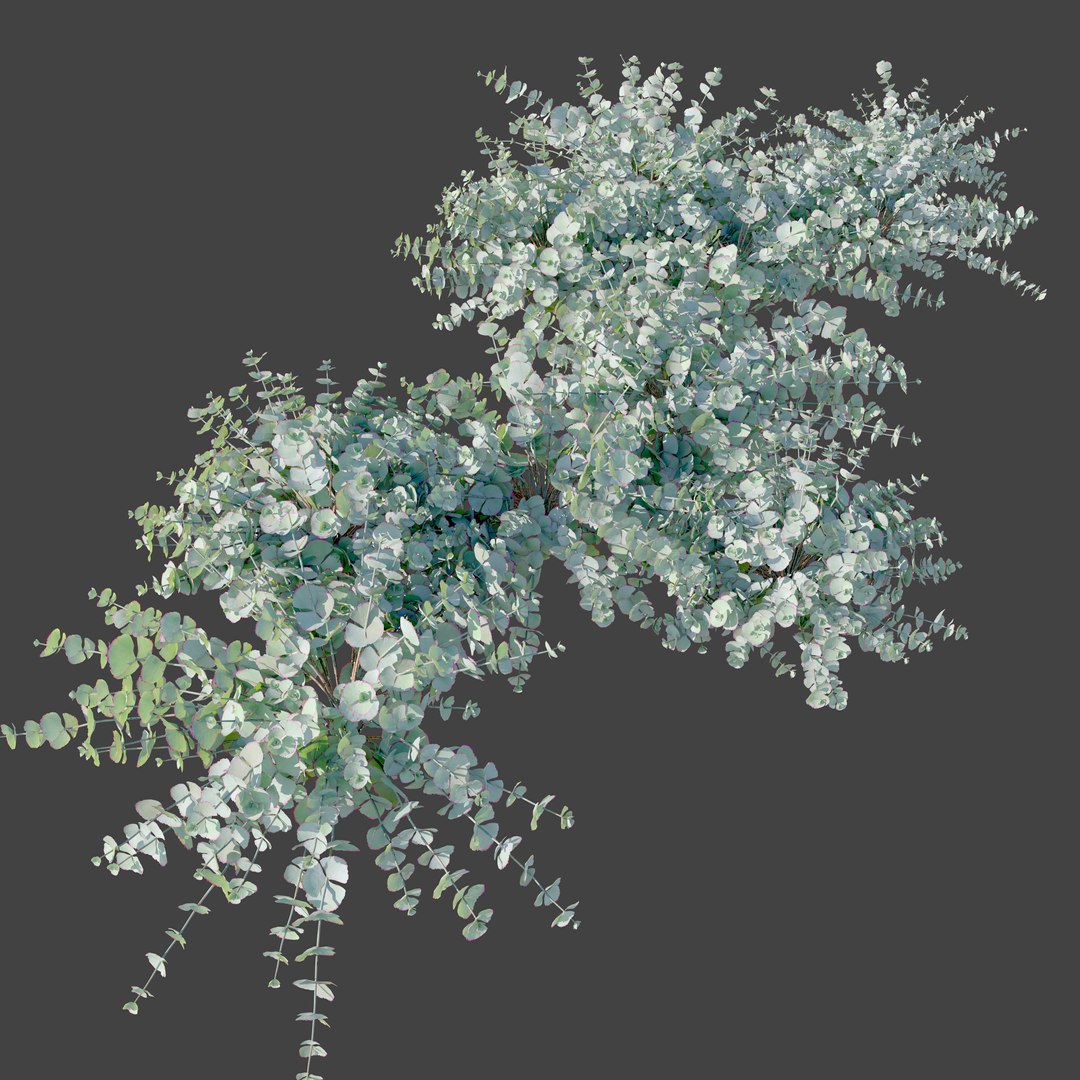 Sedum Sieboldii 3D Model - TurboSquid 2429736
