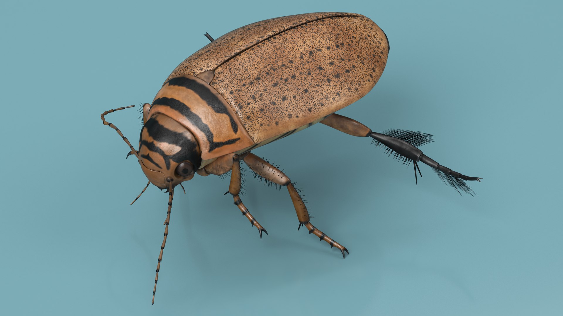 Insect Water Beetle Beige Realistic Rigged For Maya 3D Model ...