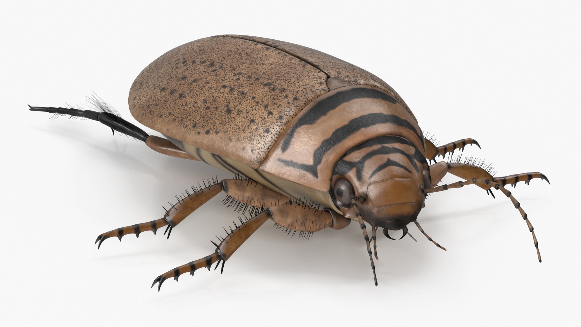 Insect Water Beetle Beige Realistic Rigged For Maya 3D Model ...