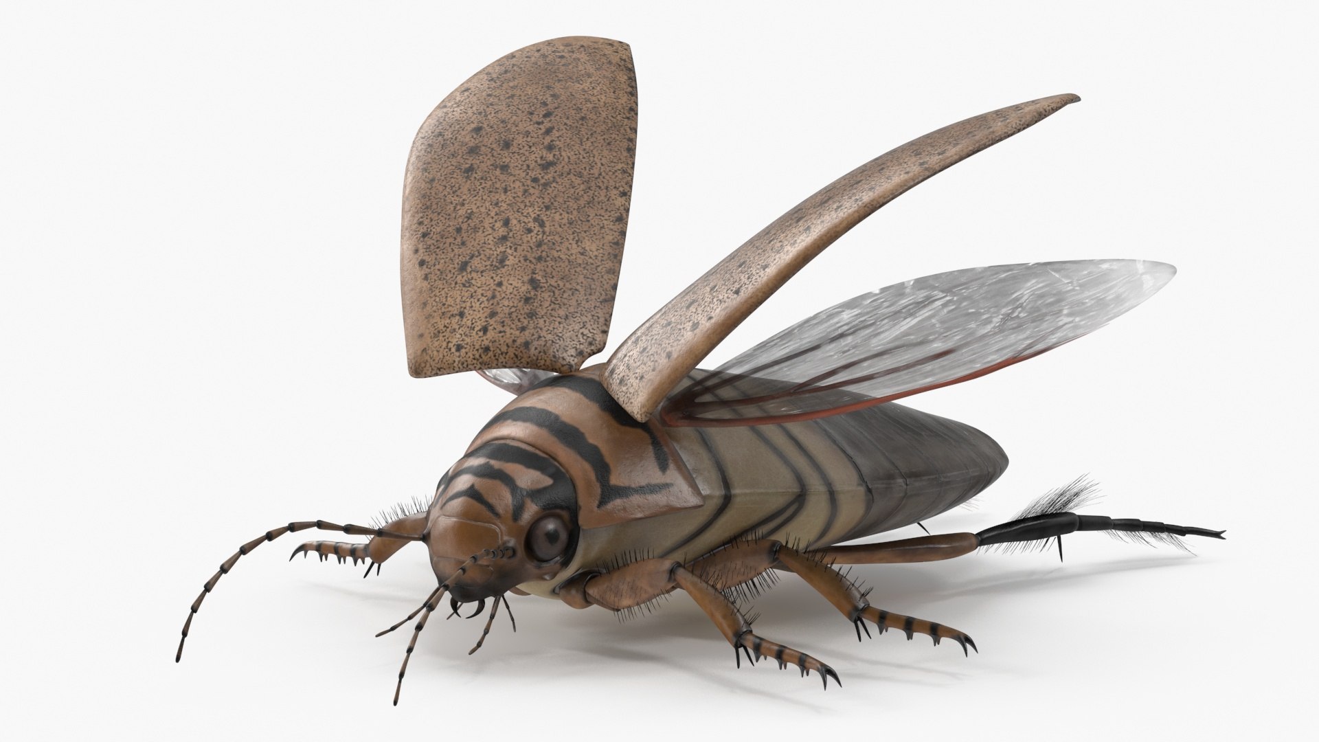 Insect Water Beetle Beige Realistic Rigged For Maya 3D Model ...