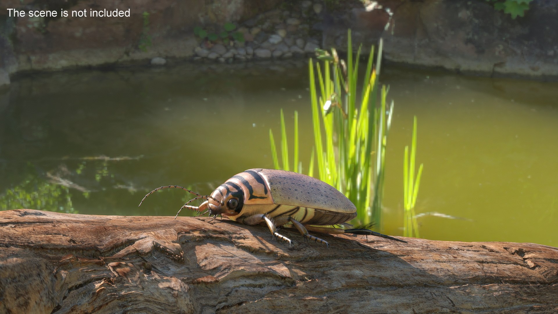 Insect Water Beetle Beige Realistic Rigged For Maya 3D Model ...