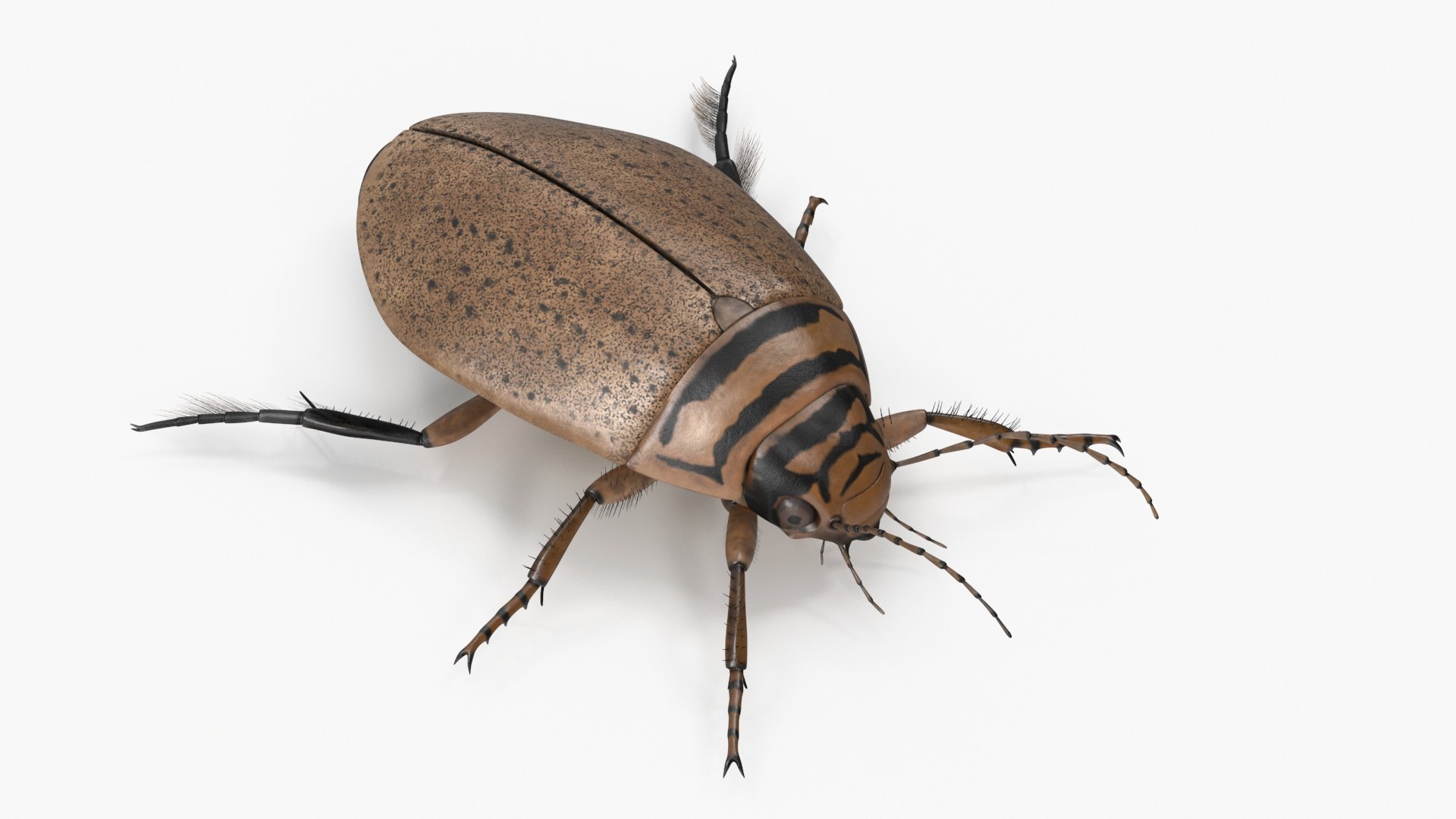 Insect Water Beetle Beige Realistic Rigged For Maya 3D Model ...