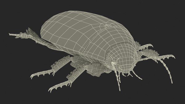 modelo 3d Insecto Escarabajo de Agua Beige Realista Aparejado para Maya ...