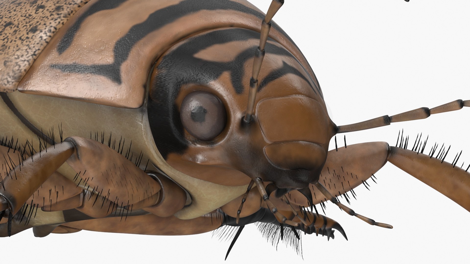 Insect Water Beetle Beige Realistic Rigged For Maya 3D Model ...