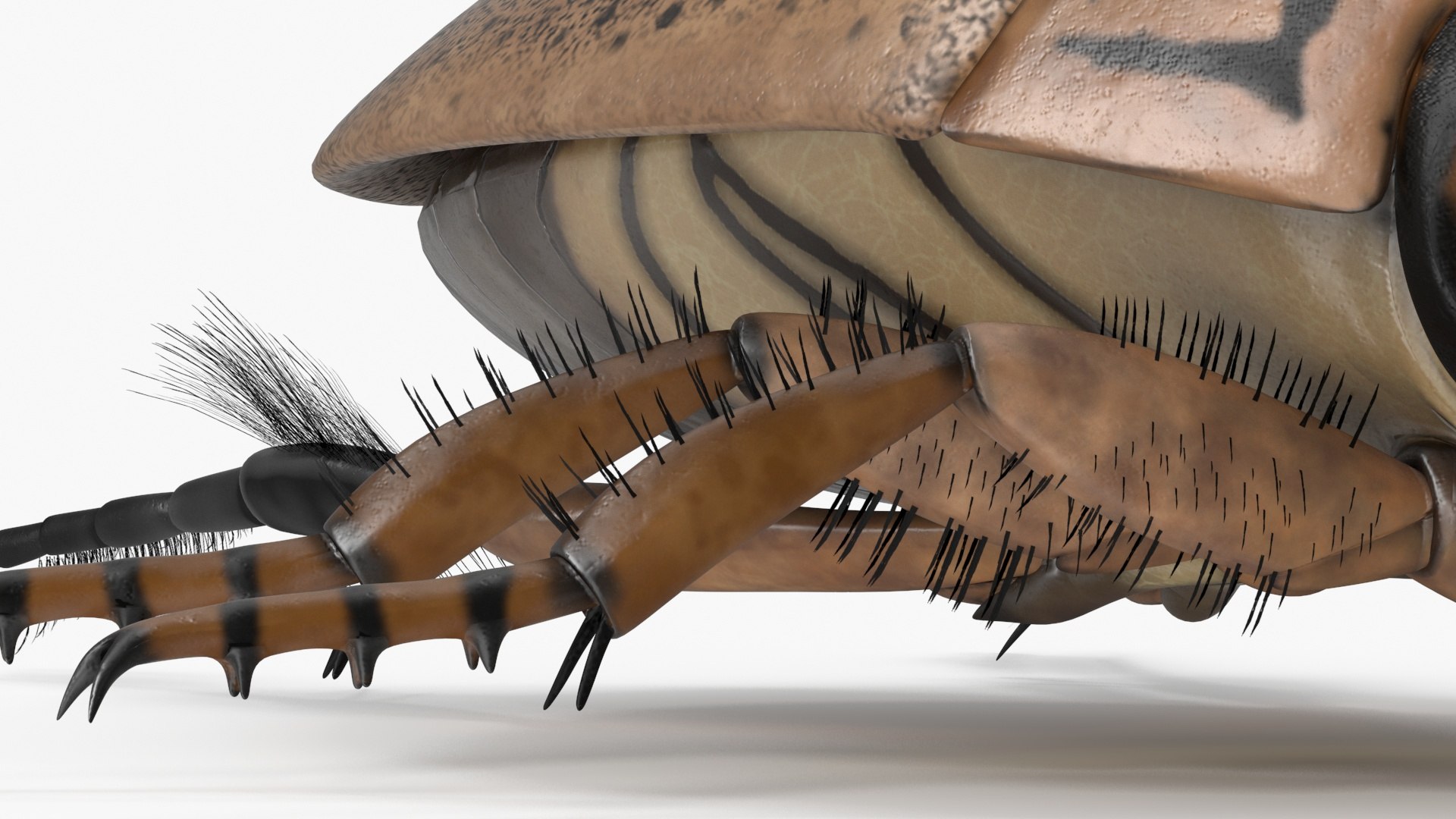 Insect Water Beetle Beige Realistic Rigged For Maya 3D Model ...