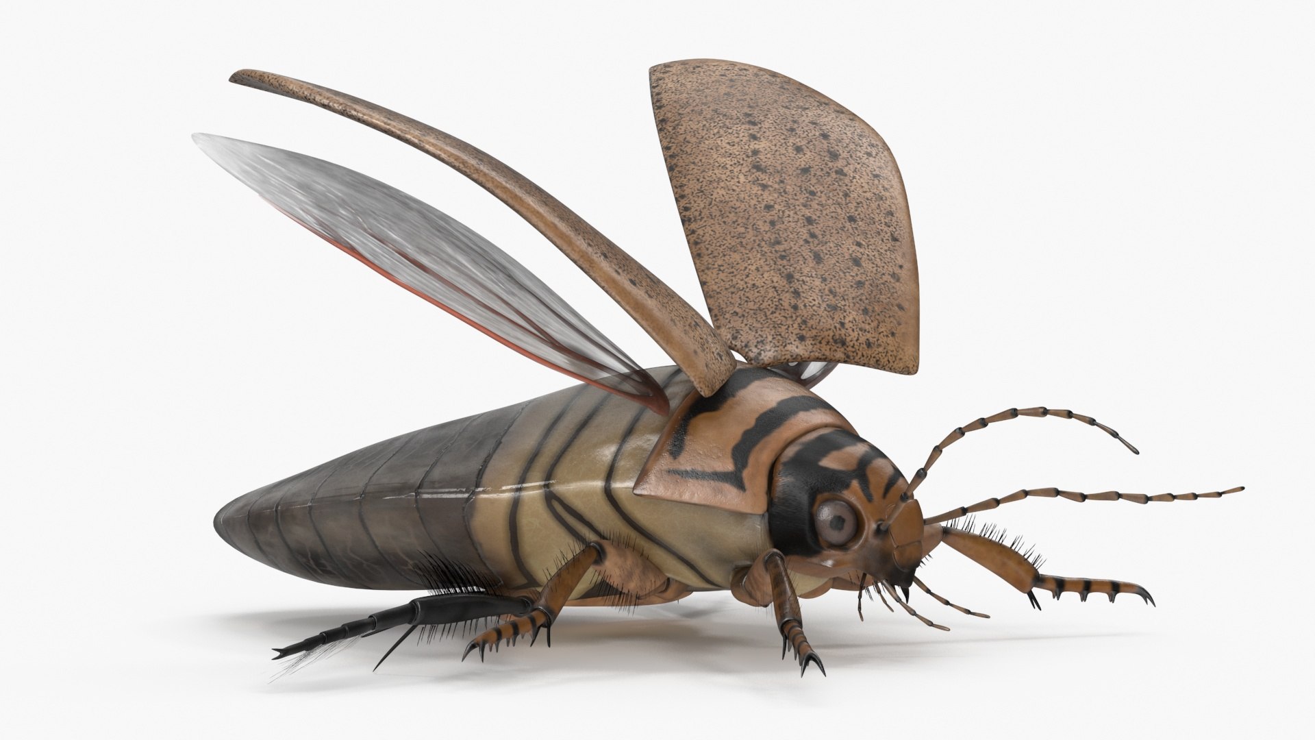 Insect Water Beetle Beige Realistic Rigged For Maya 3D Model ...