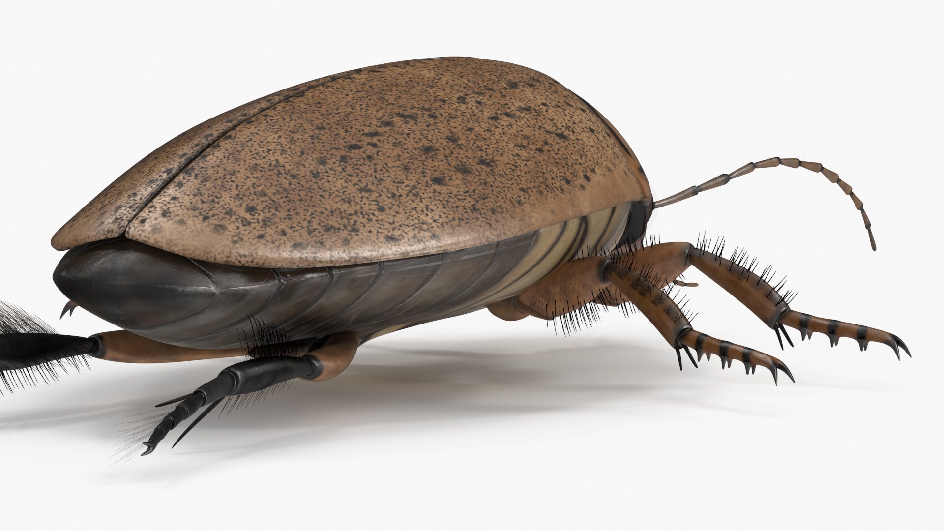 Insect Water Beetle Beige Realistic Rigged For Maya 3D Model ...