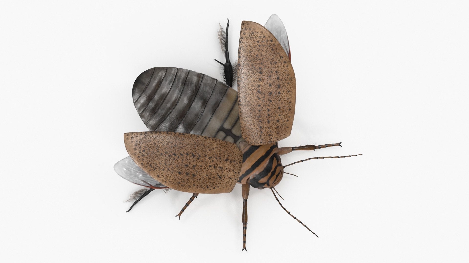 Insect Water Beetle Beige Realistic Rigged For Maya 3D Model ...