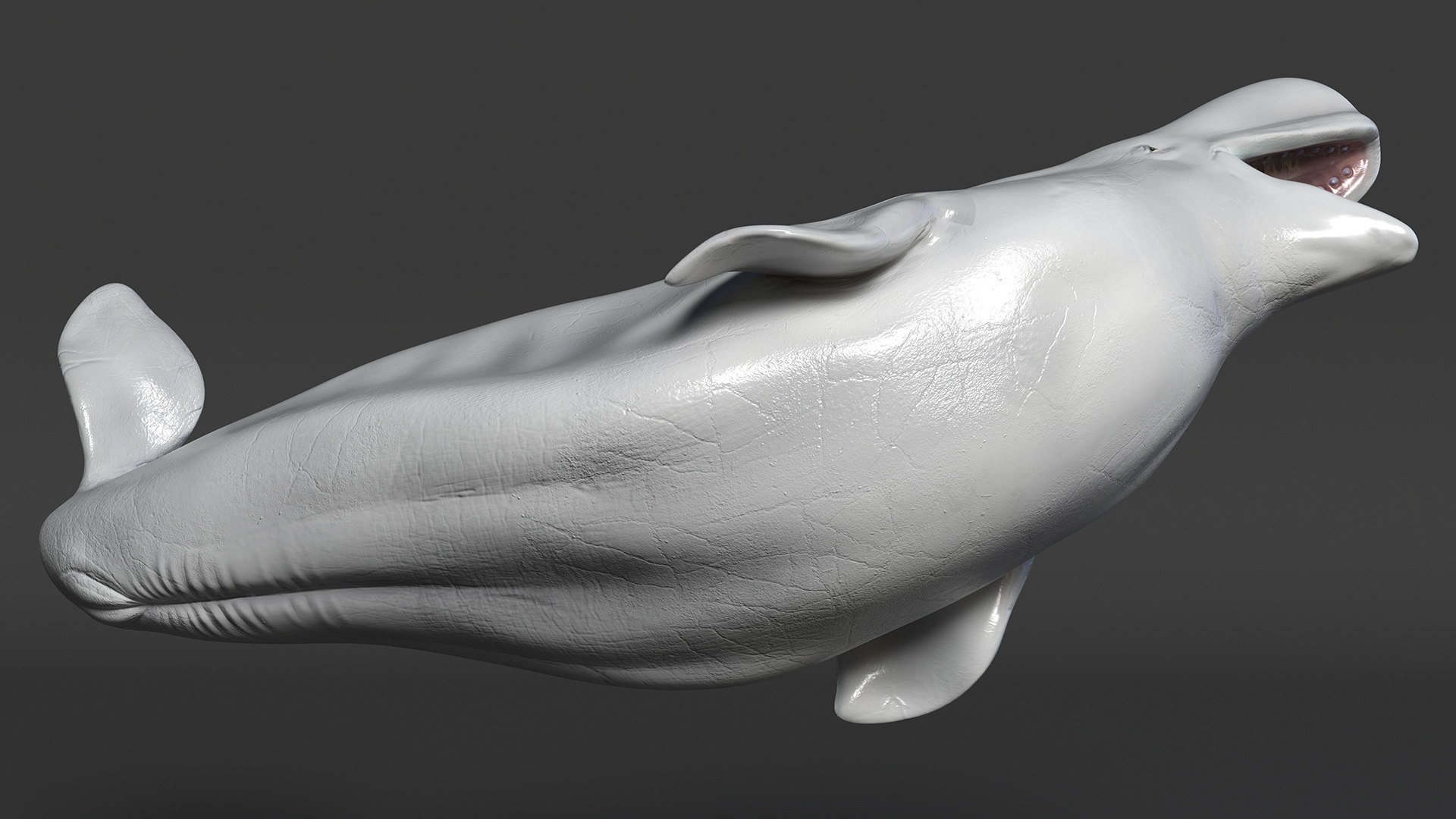 Beluga Whale Adult Playful Pose 3D Model - TurboSquid 2027790
