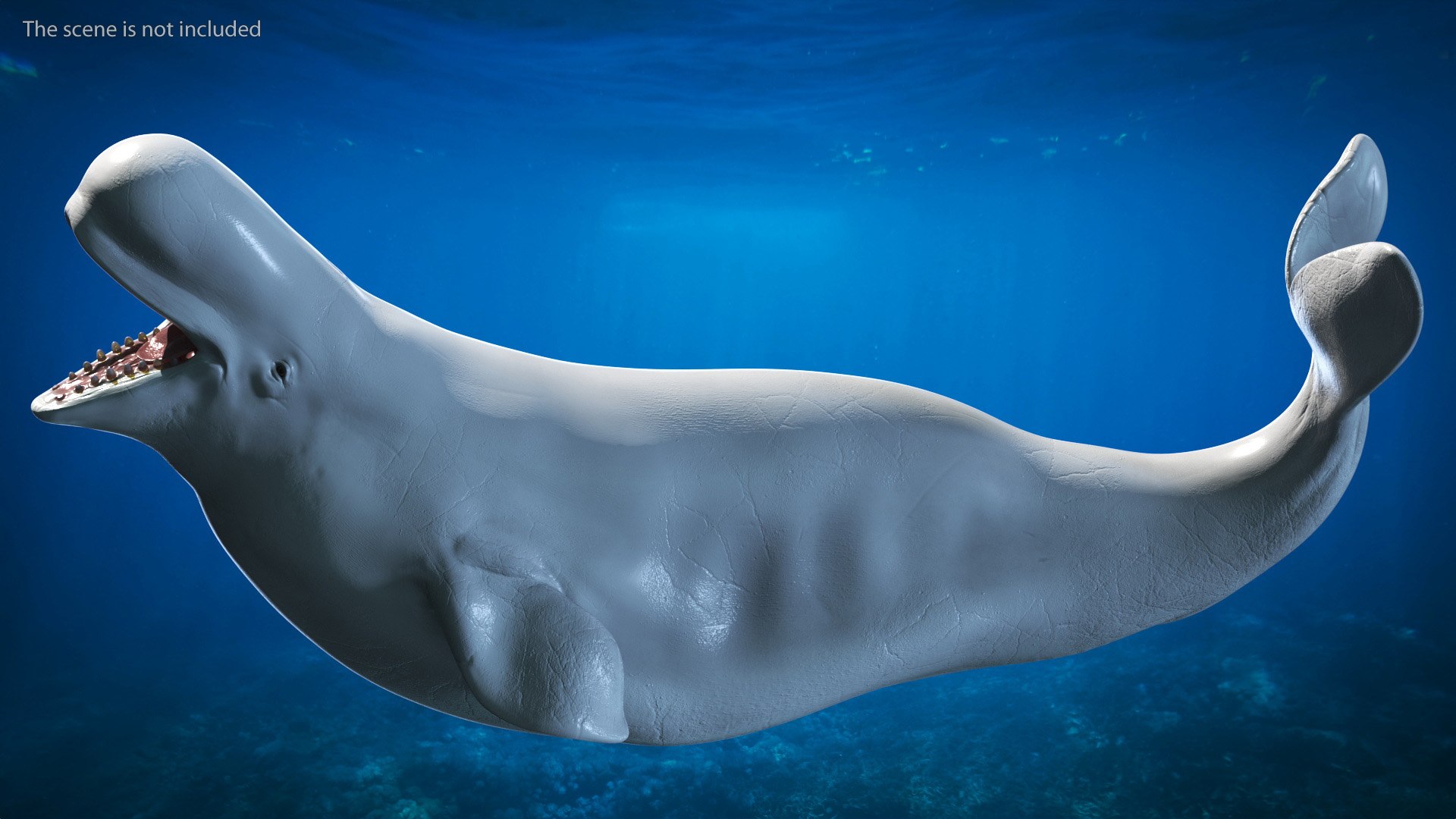 Beluga Whale Adult Playful Pose 3D Model - TurboSquid 2027790
