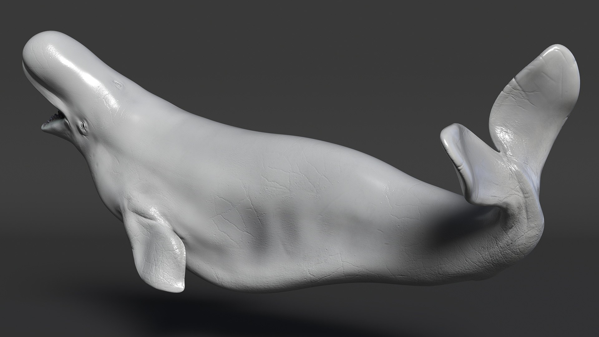 Beluga Whale Adult Playful Pose 3D Model - TurboSquid 2027790