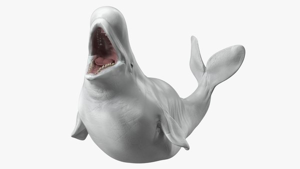 Beluga Whale Adult Playful Pose 3D model - TurboSquid 2027790