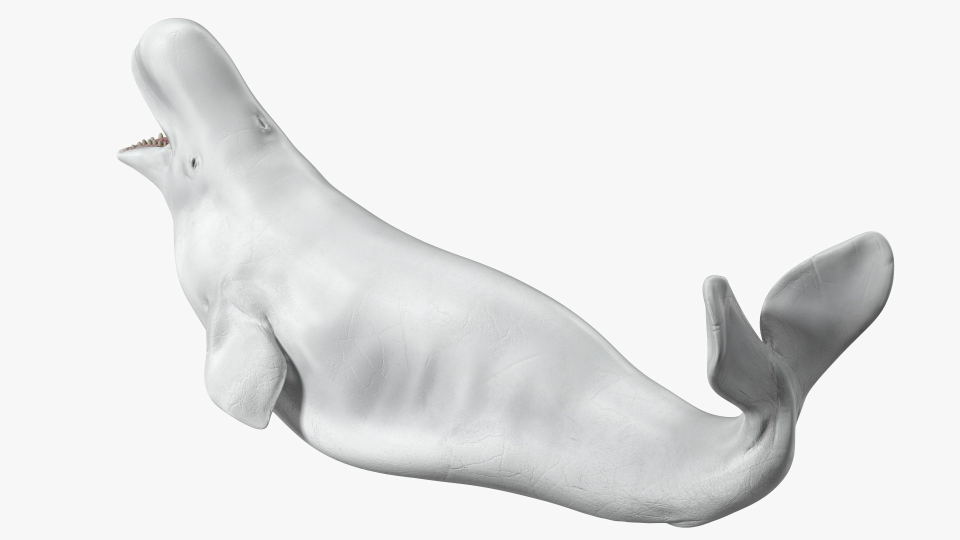 Beluga Whale Adult Playful Pose 3D Model - TurboSquid 2027790