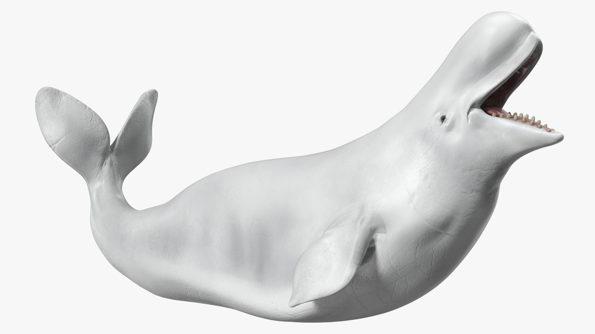 Beluga Whale Adult Playful Pose 3D Model - TurboSquid 2027790