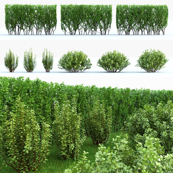 3D bush model - TurboSquid 1262936