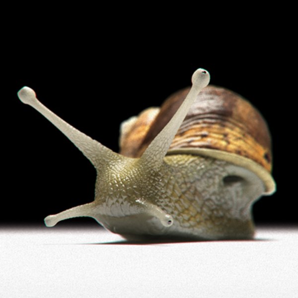 Snail 3D Models for Download | TurboSquid