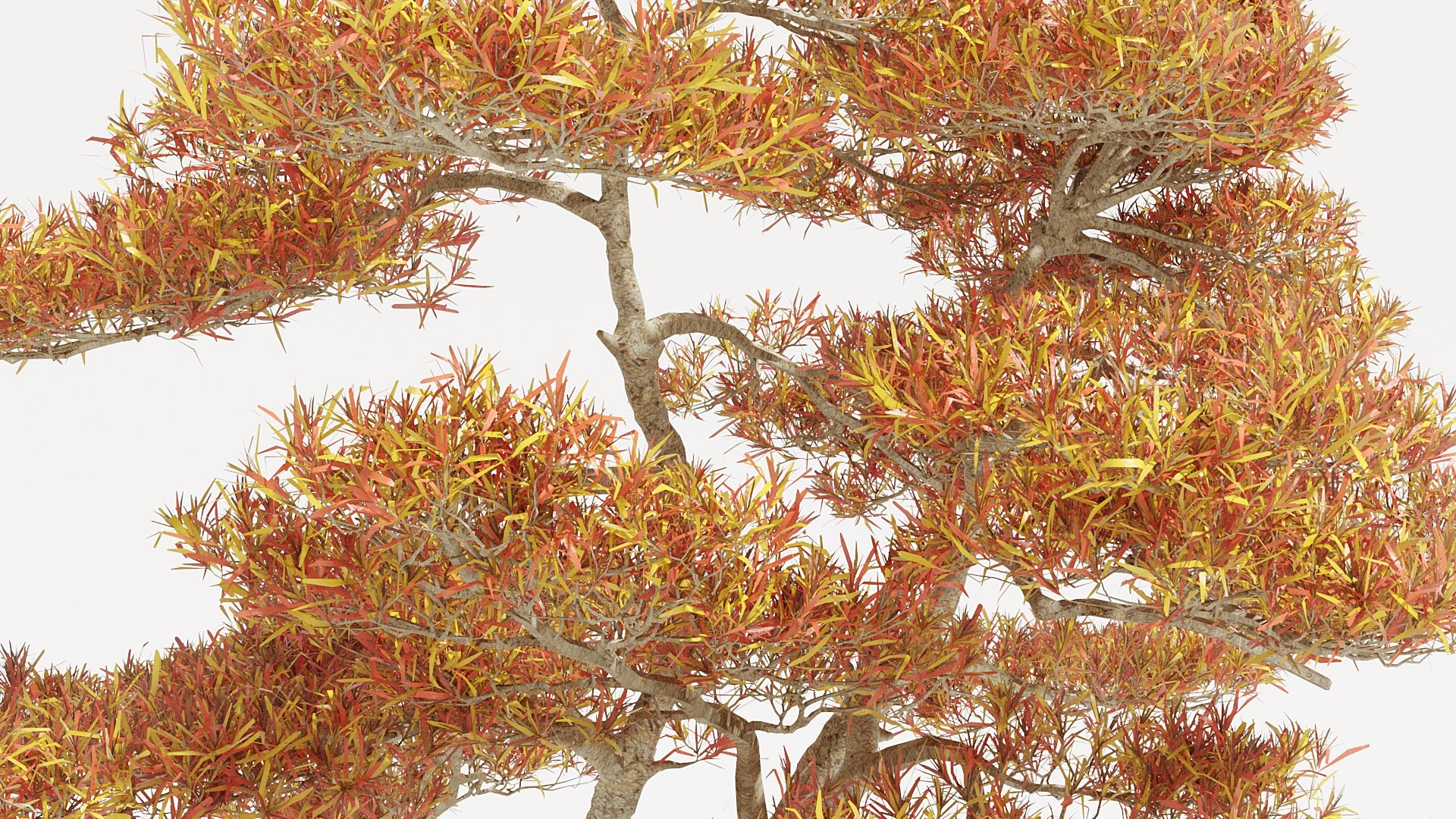 Japanese Tree 3D Model - TurboSquid 2191841