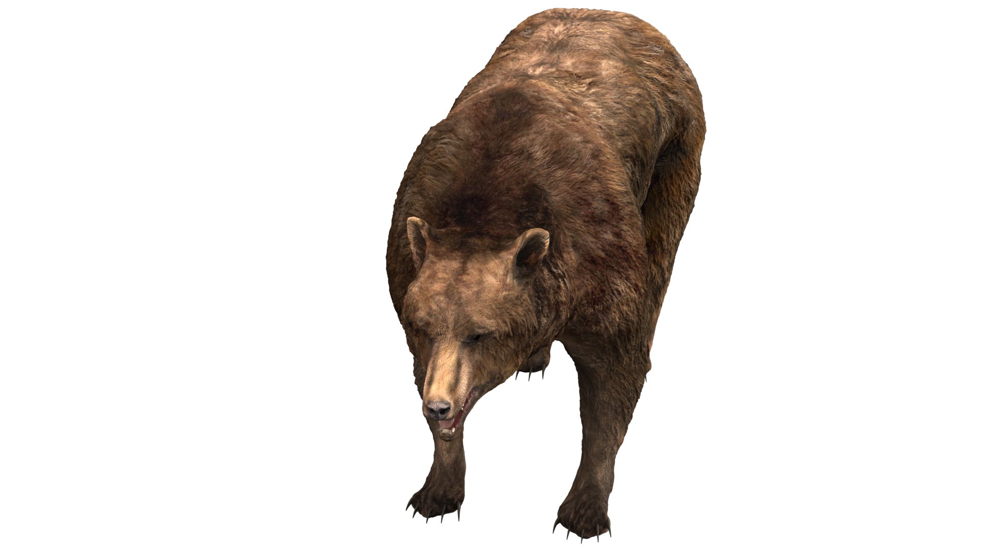 Bear Fur Model - TurboSquid 1457675
