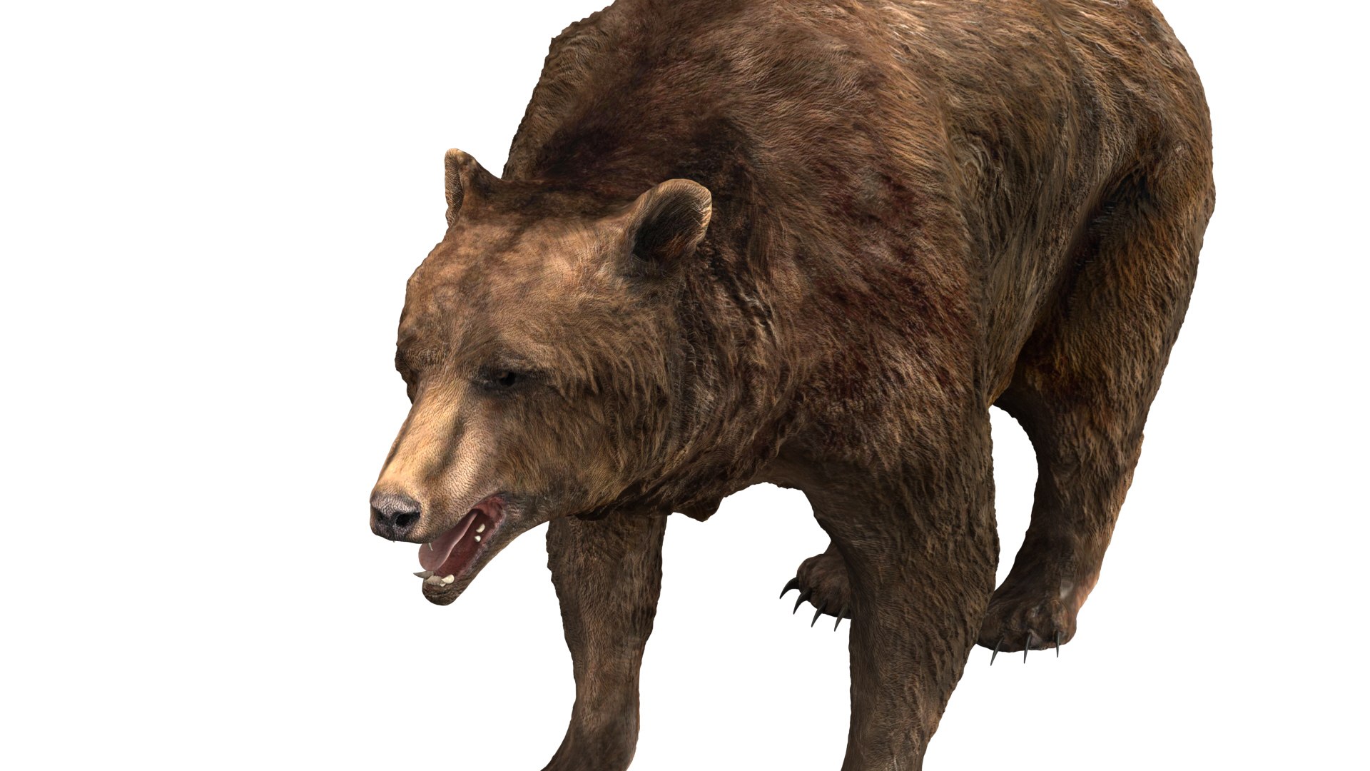 Bear Fur Model - TurboSquid 1457675