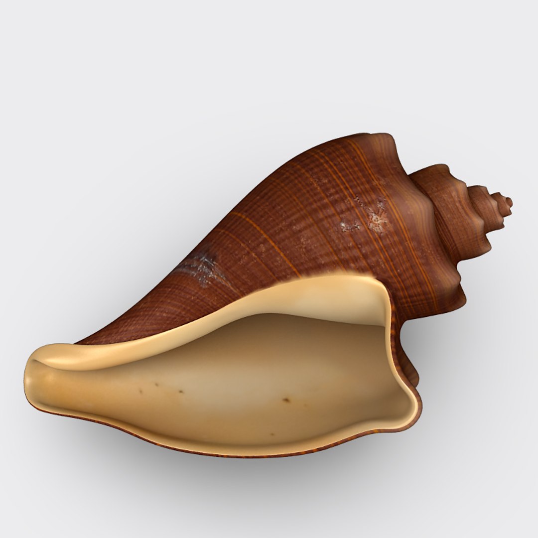Volema Cochlidium Black Seashell 3d Max
