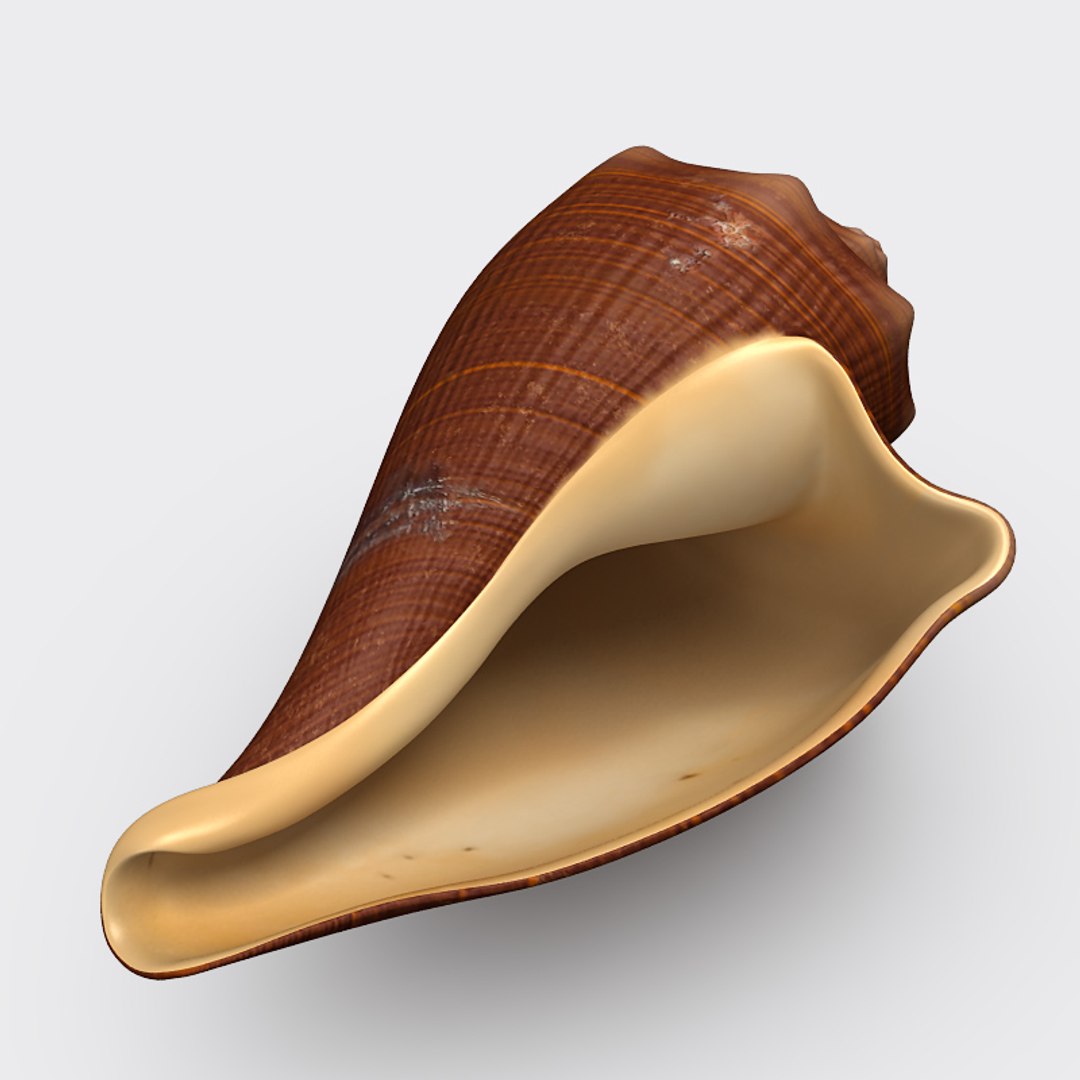 Volema Cochlidium Black Seashell 3d Max