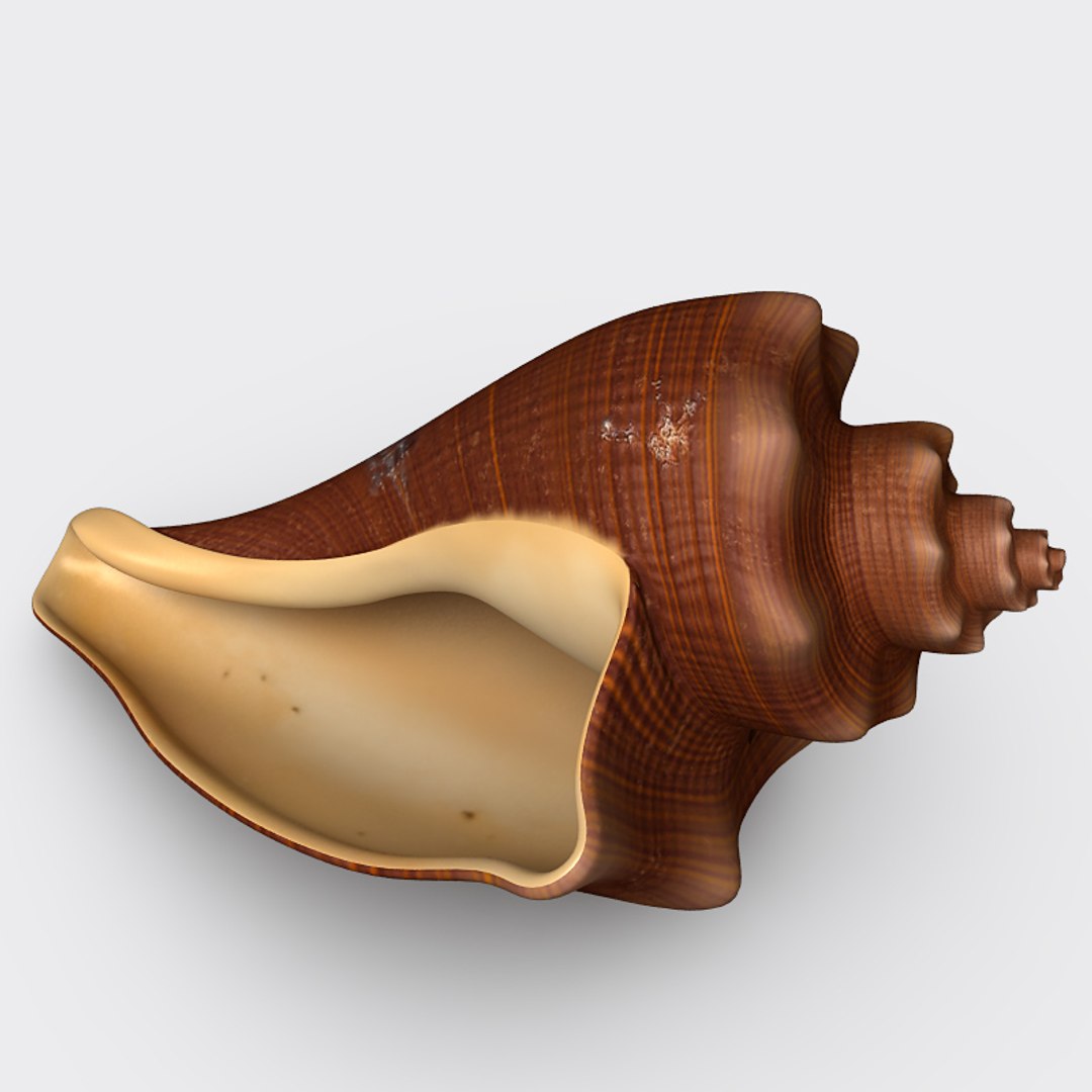 Volema Cochlidium Black Seashell 3d Max