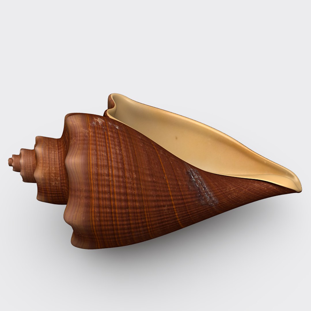 Volema Cochlidium Black Seashell 3d Max