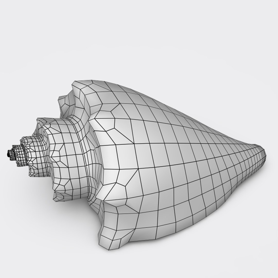 Volema Cochlidium Black Seashell 3d Max