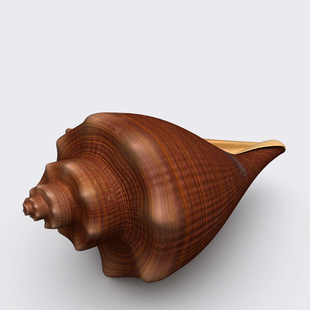Volema Cochlidium Black Seashell 3d Max