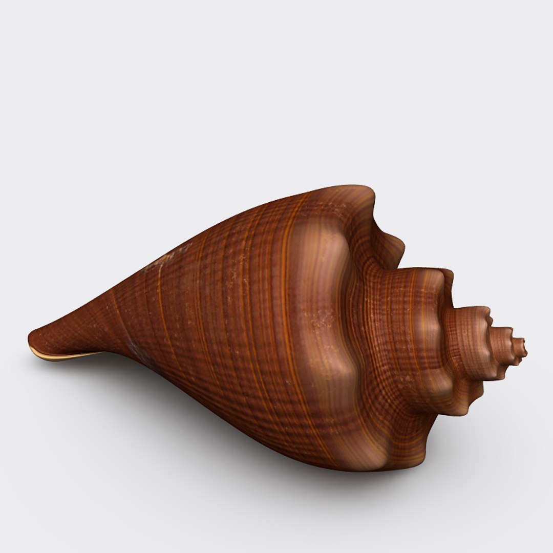 Volema Cochlidium Black Seashell 3d Max