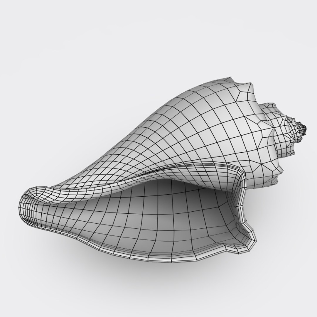 Volema Cochlidium Black Seashell 3d Max