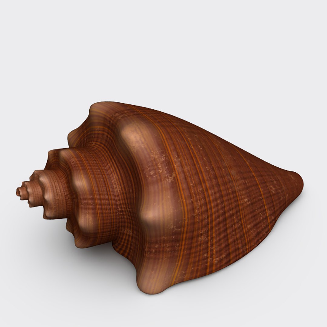 Volema Cochlidium Black Seashell 3d Max