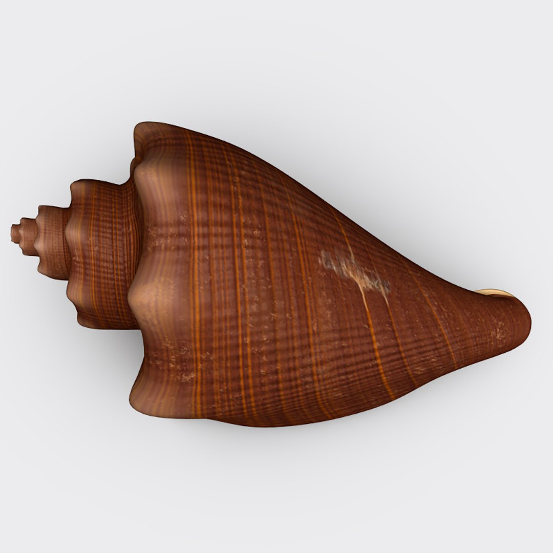 Volema Cochlidium Black Seashell 3d Max
