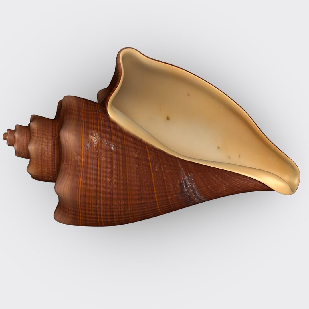 Volema Cochlidium Black Seashell 3d Max