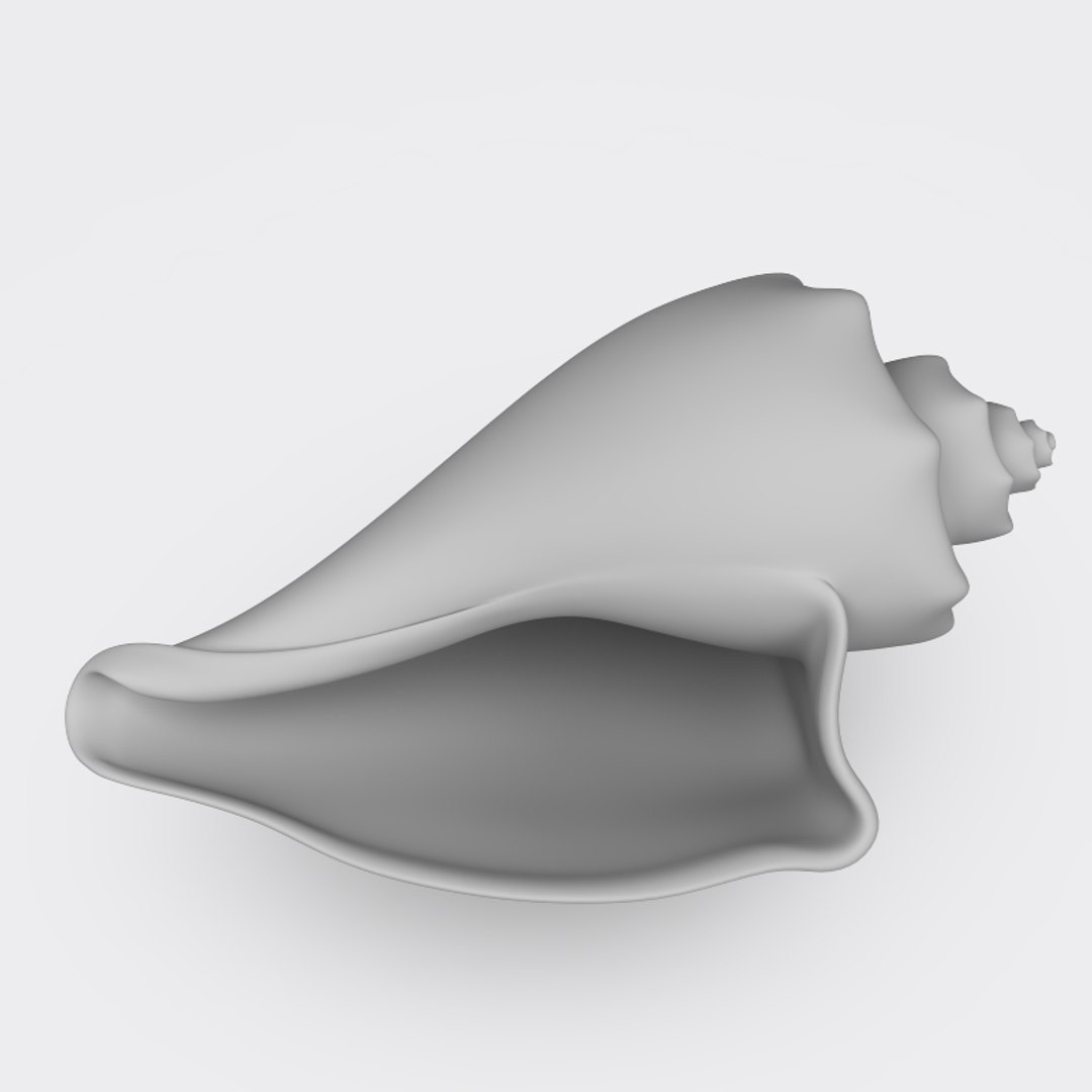 Volema Cochlidium Black Seashell 3d Max