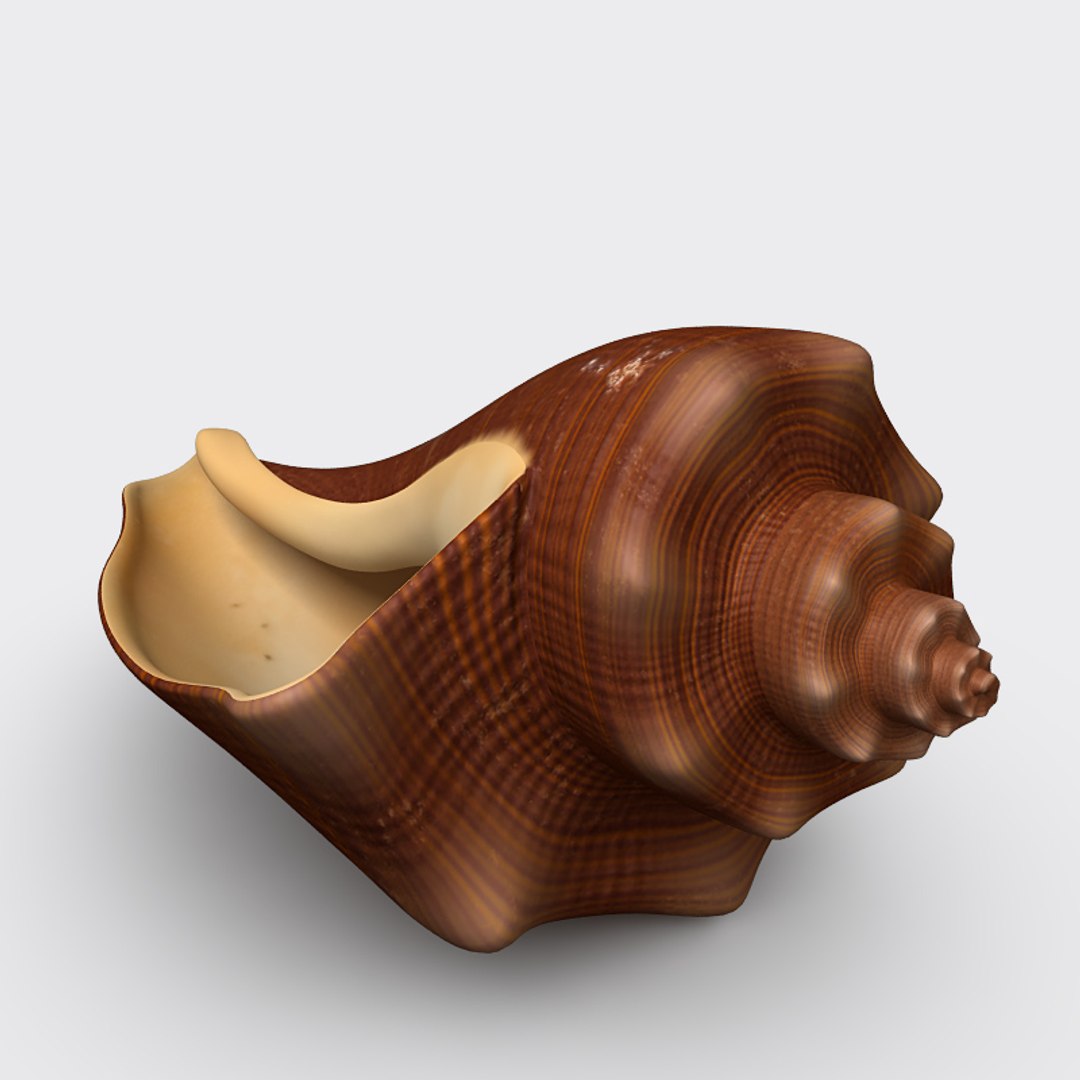 Volema Cochlidium Black Seashell 3d Max