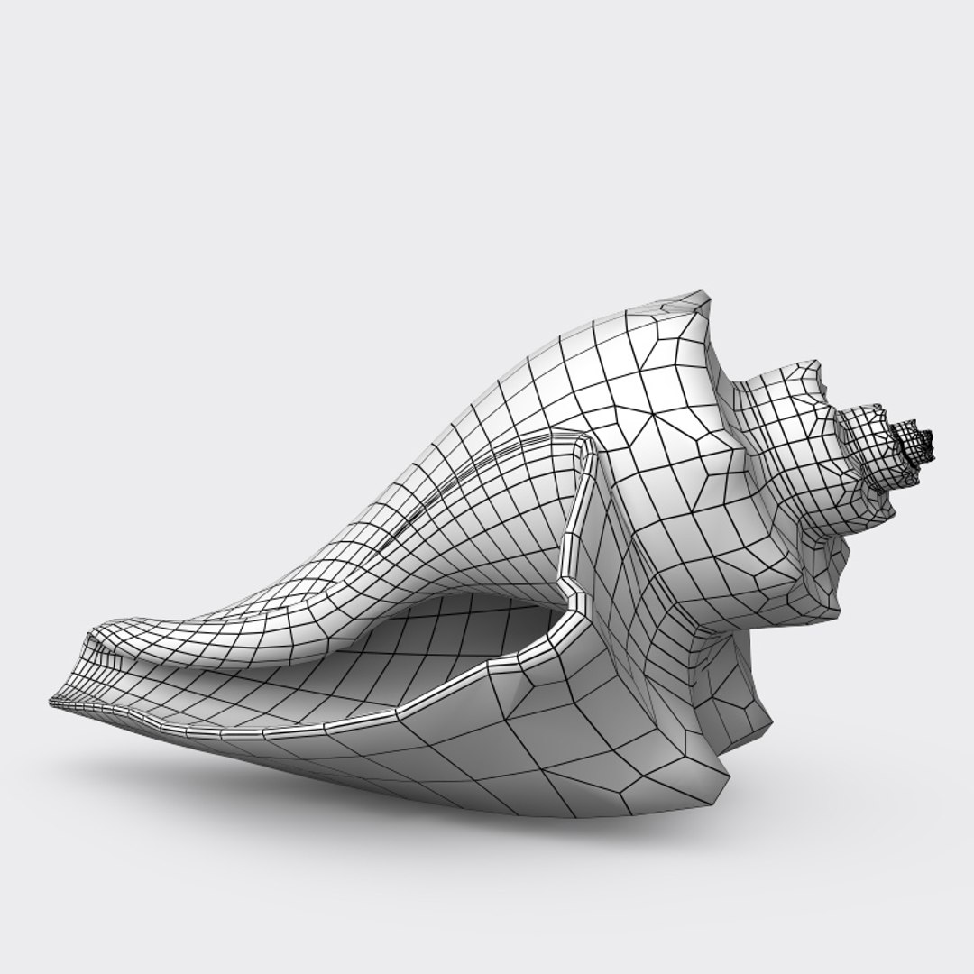 Volema Cochlidium Black Seashell 3d Max