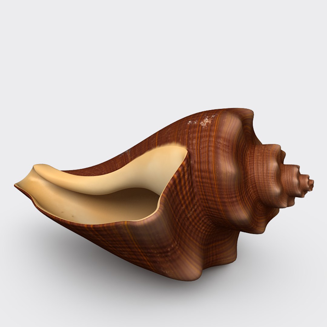 Volema Cochlidium Black Seashell 3d Max