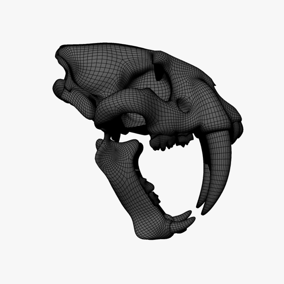 3d model saber tooth tiger