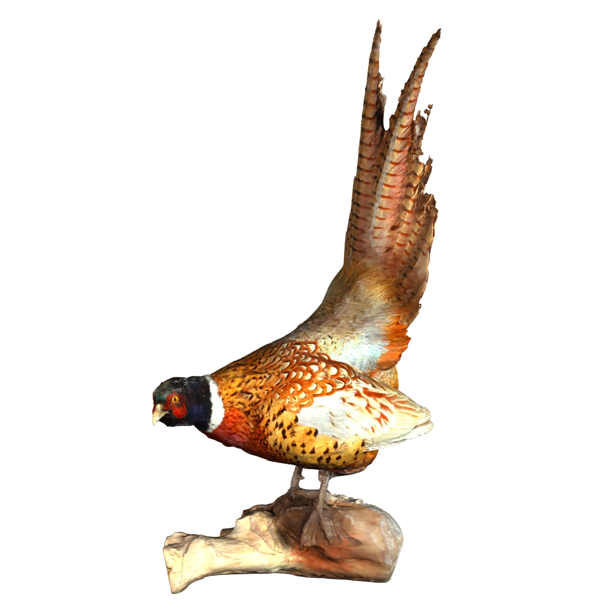 3dsmax pheasant