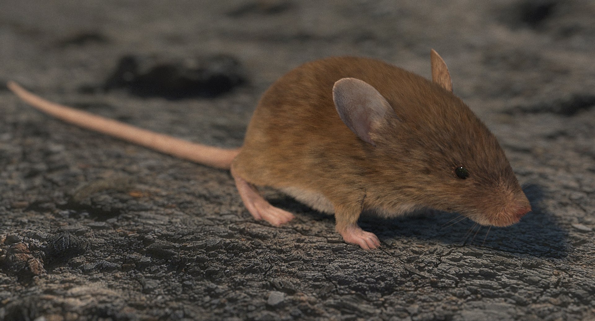 3D Mouse Fur Model - TurboSquid 1226832